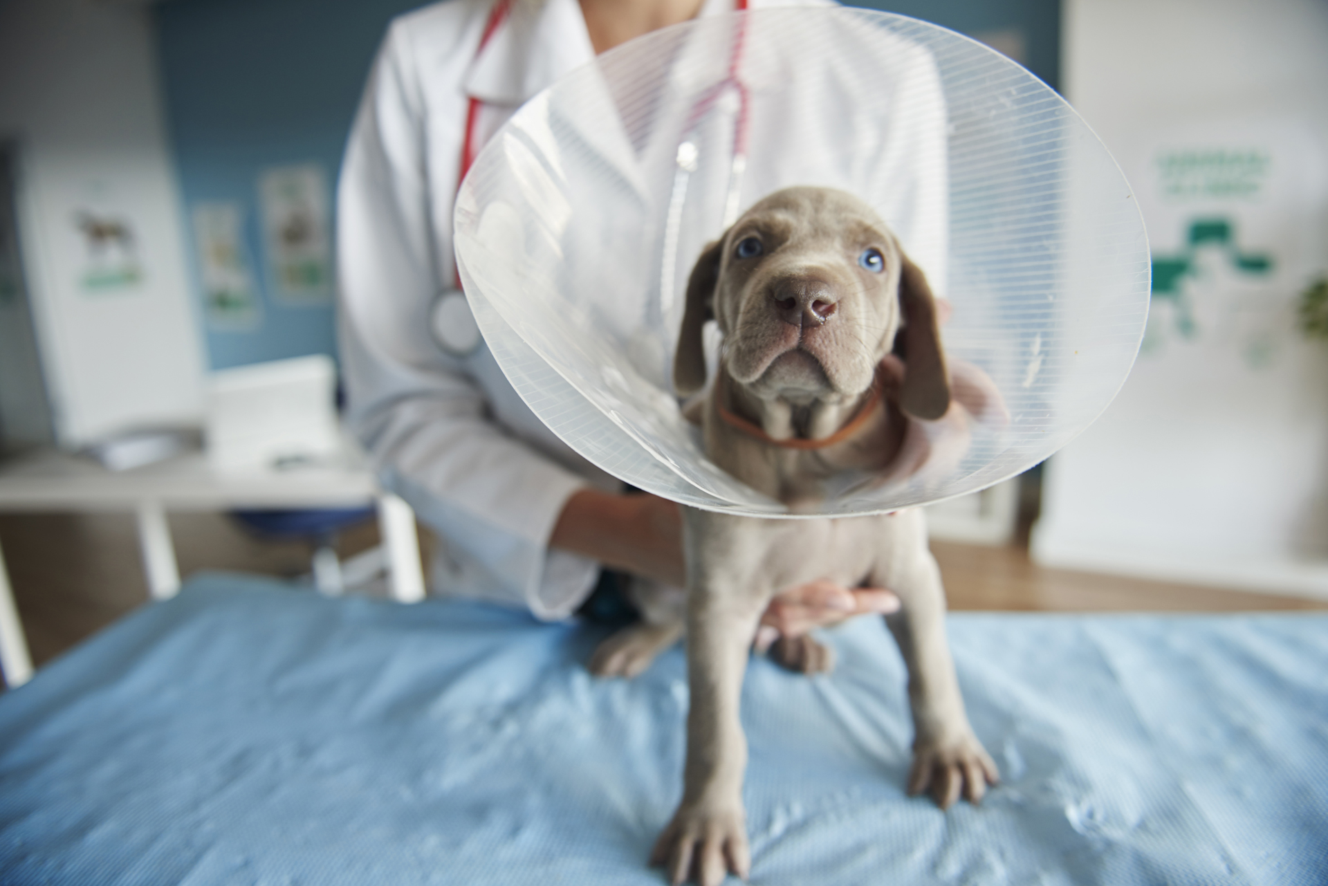 Surgical Information Packet | Berkley Pet Hospital